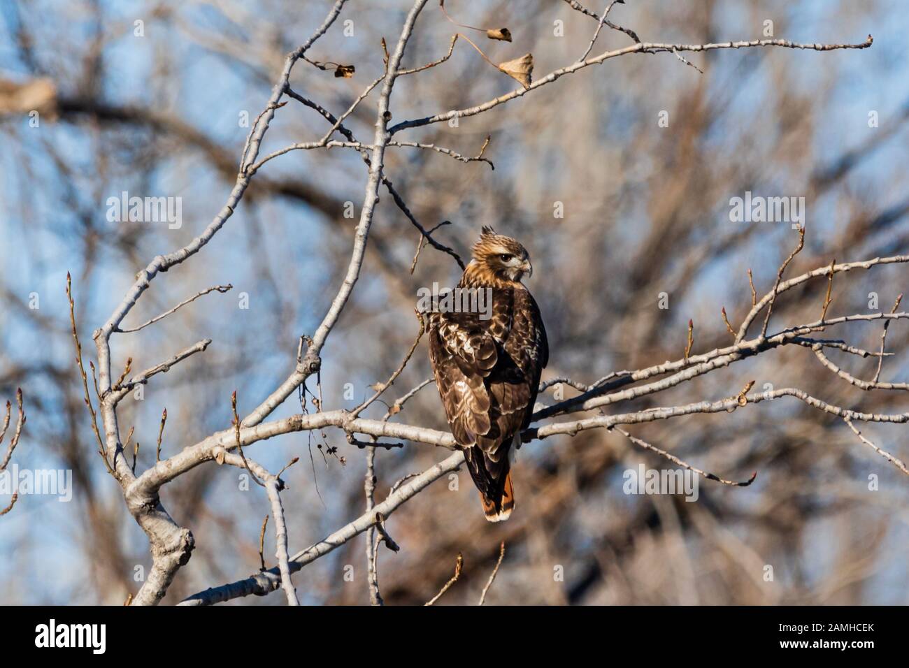 Red tailed hawk perched hi-res stock photography and images - Alamy