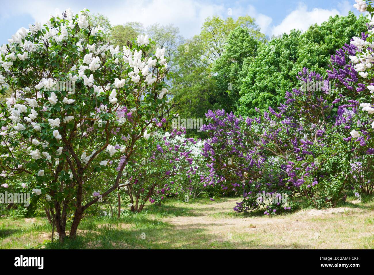 Tender shrubs hi-res stock photography and images - Alamy