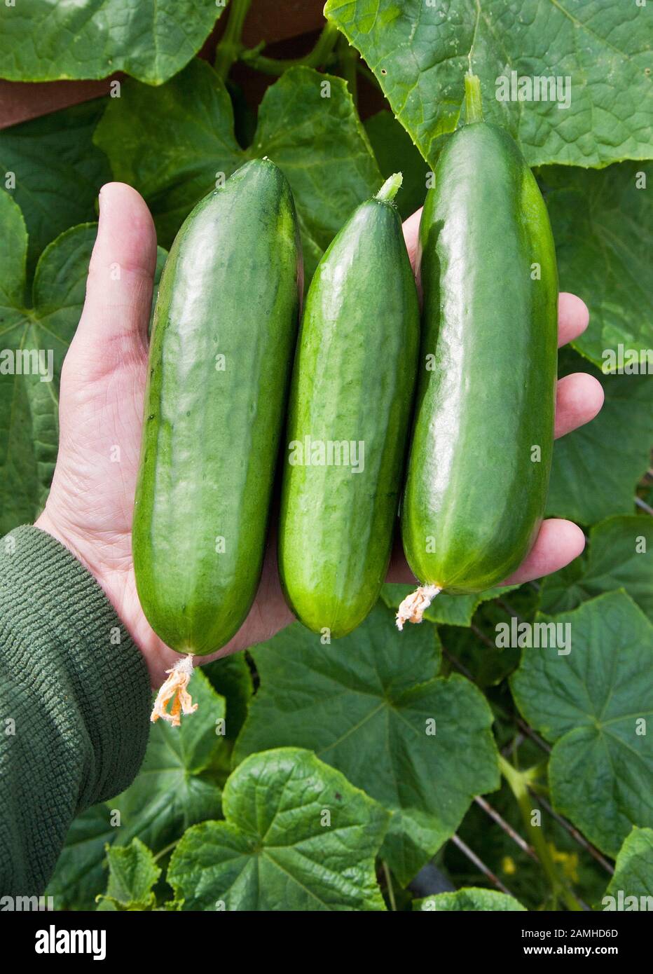 Hand holding a growing cucumber hi-res stock photography and images - Alamy