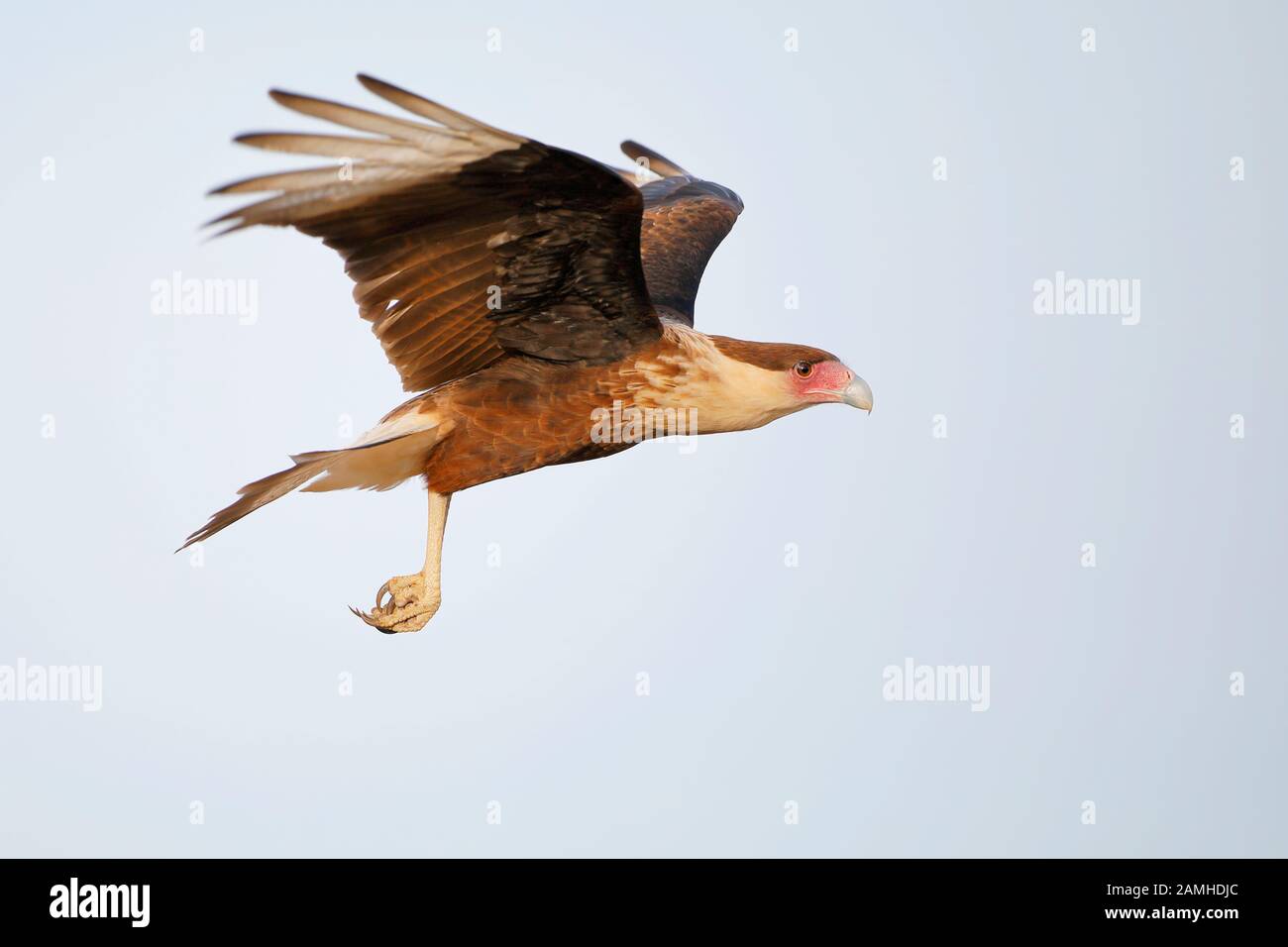 Northern Crested Caracara (Caracara cheriway) flying, Texas, USA Stock ...