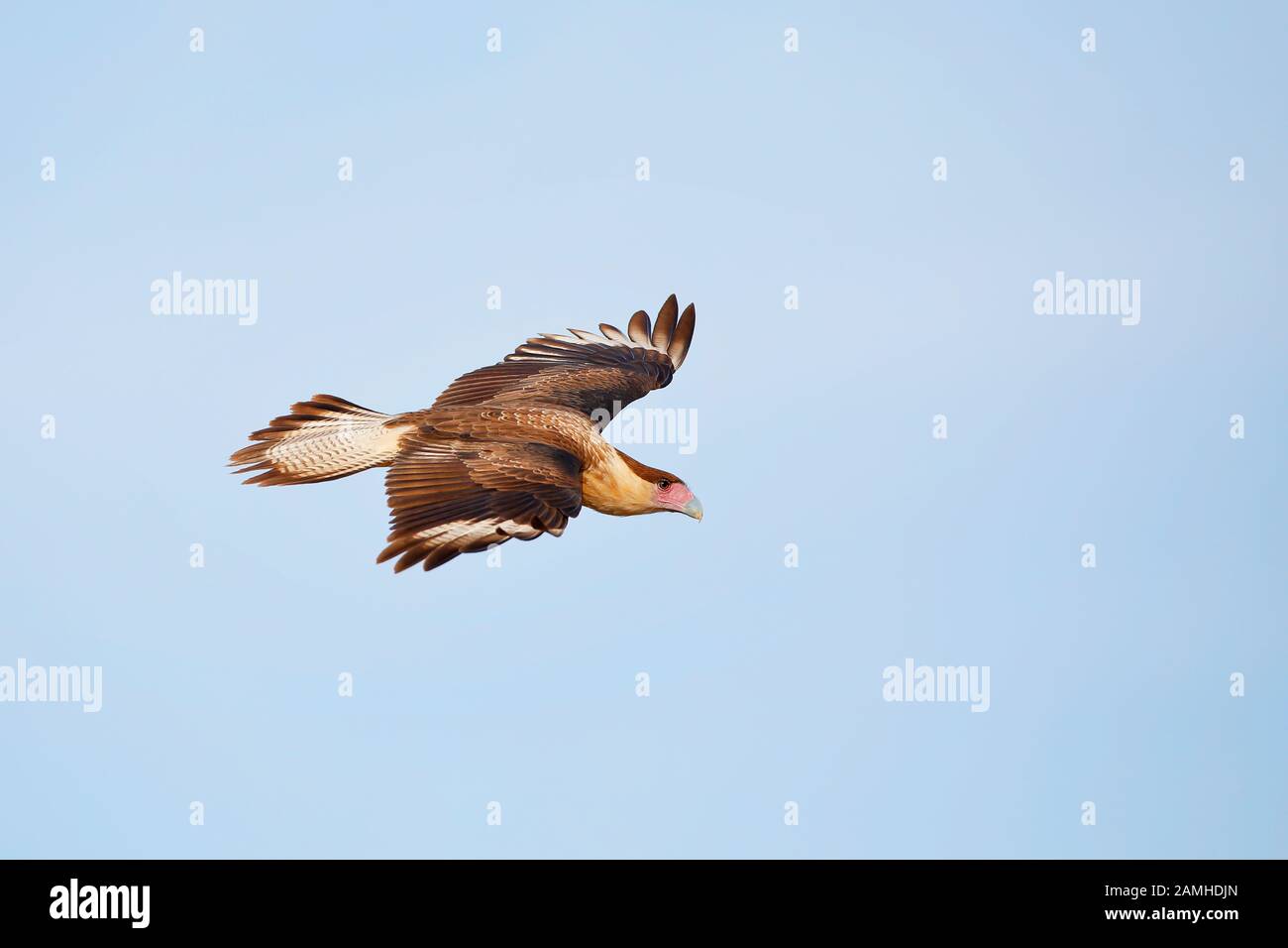 Northern Crested Caracara (Caracara cheriway) flying, Texas, USA Stock ...