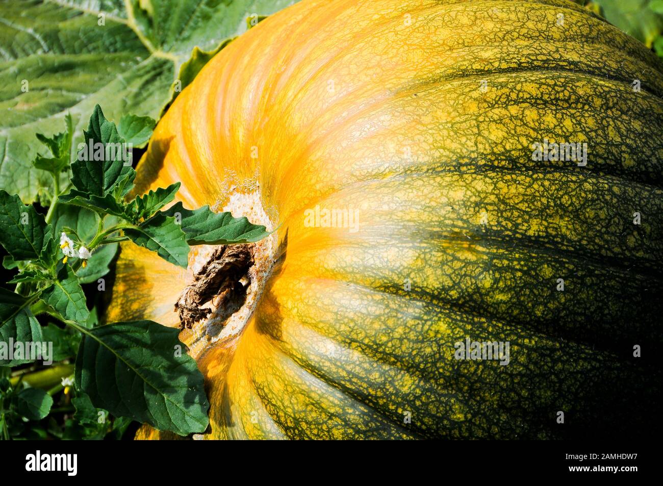 Pumpkin grow one large hi-res stock photography and images - Alamy