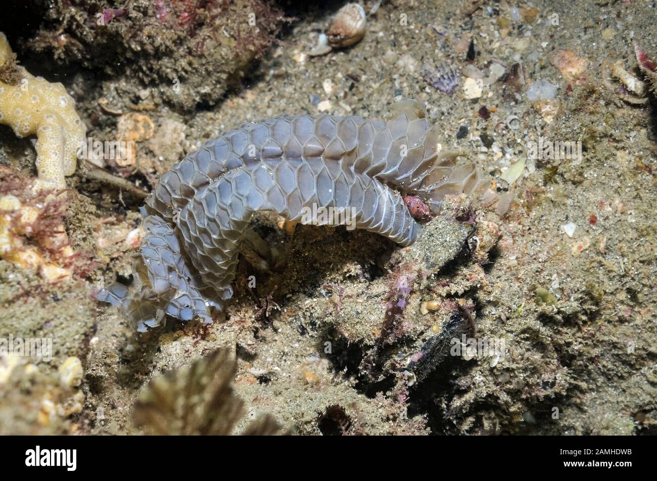 Olive sea snake aipysurus laevis hi-res stock photography and images ...