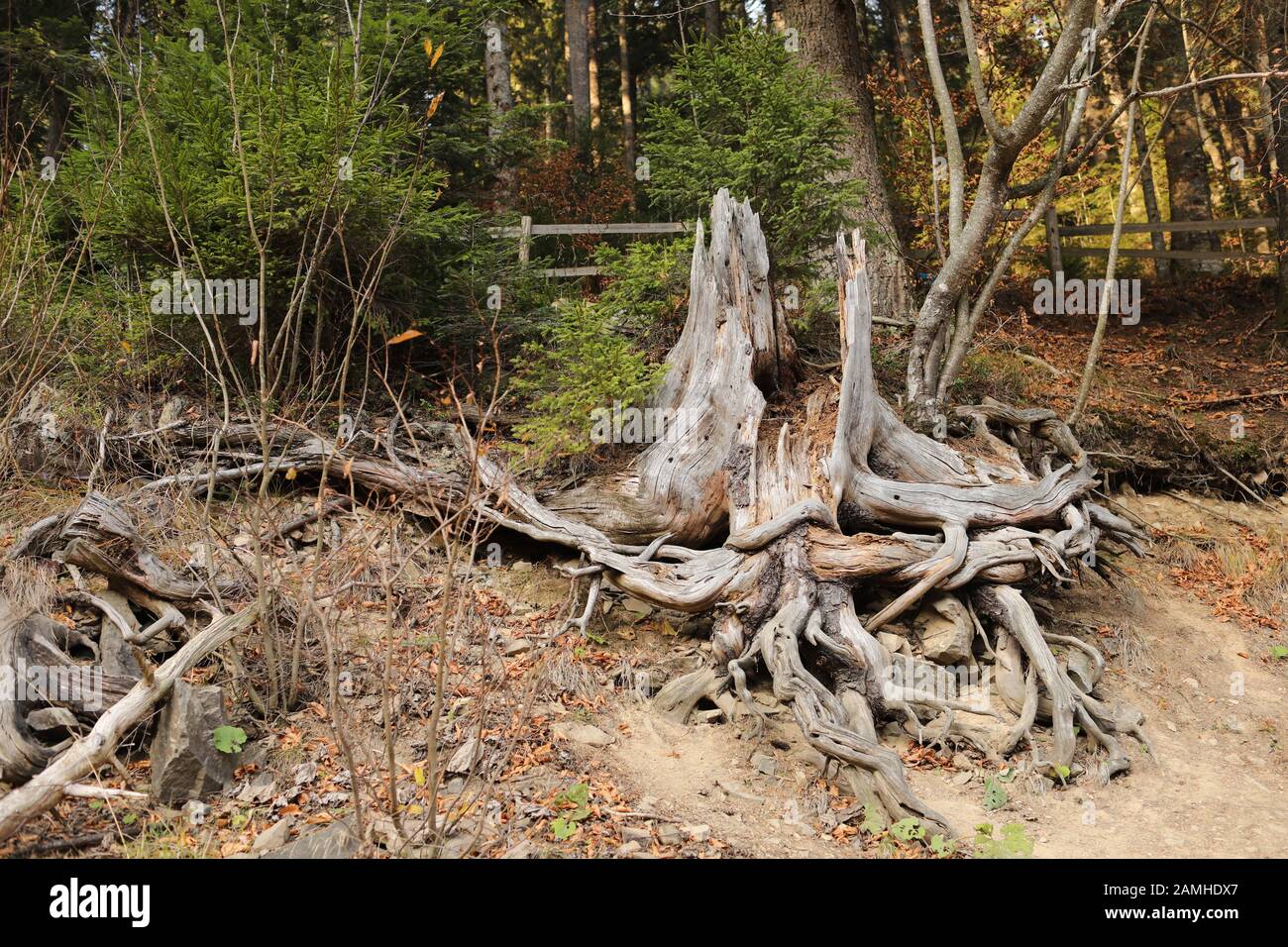 Dug up plant roots hi-res stock photography and images - Alamy