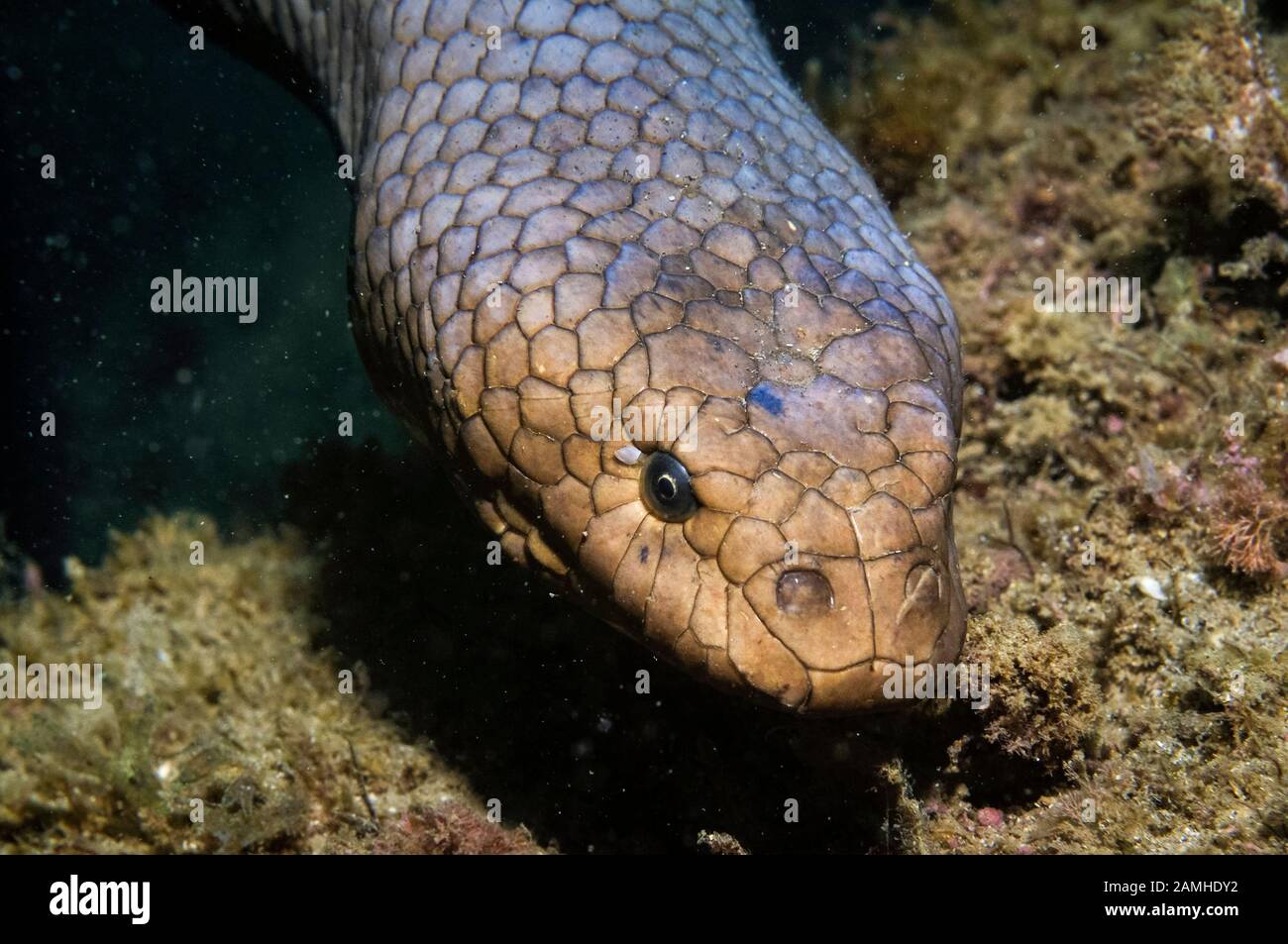 olive sea snake, Aipysurus laevis, Wongara Coast, Bundaberg, Queensland ...