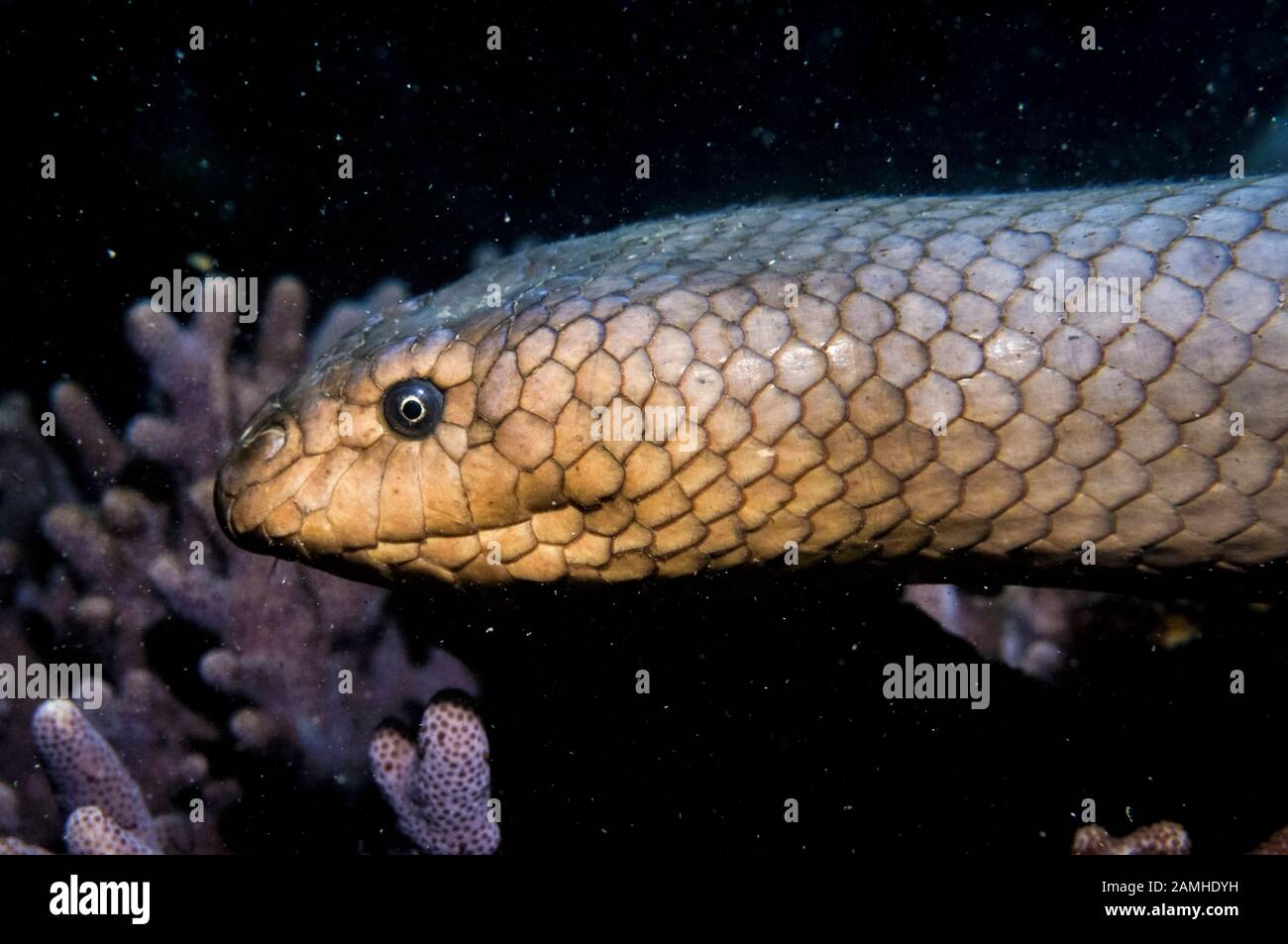 olive sea snake, Aipysurus laevis, Wongara Coast, Bundaberg, Queensland ...