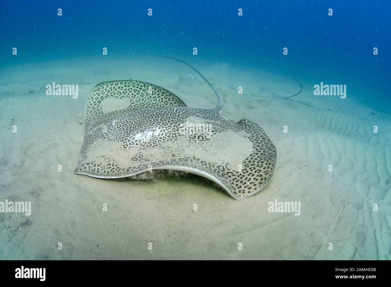 Himantura undulata hi-res stock photography and images - Alamy