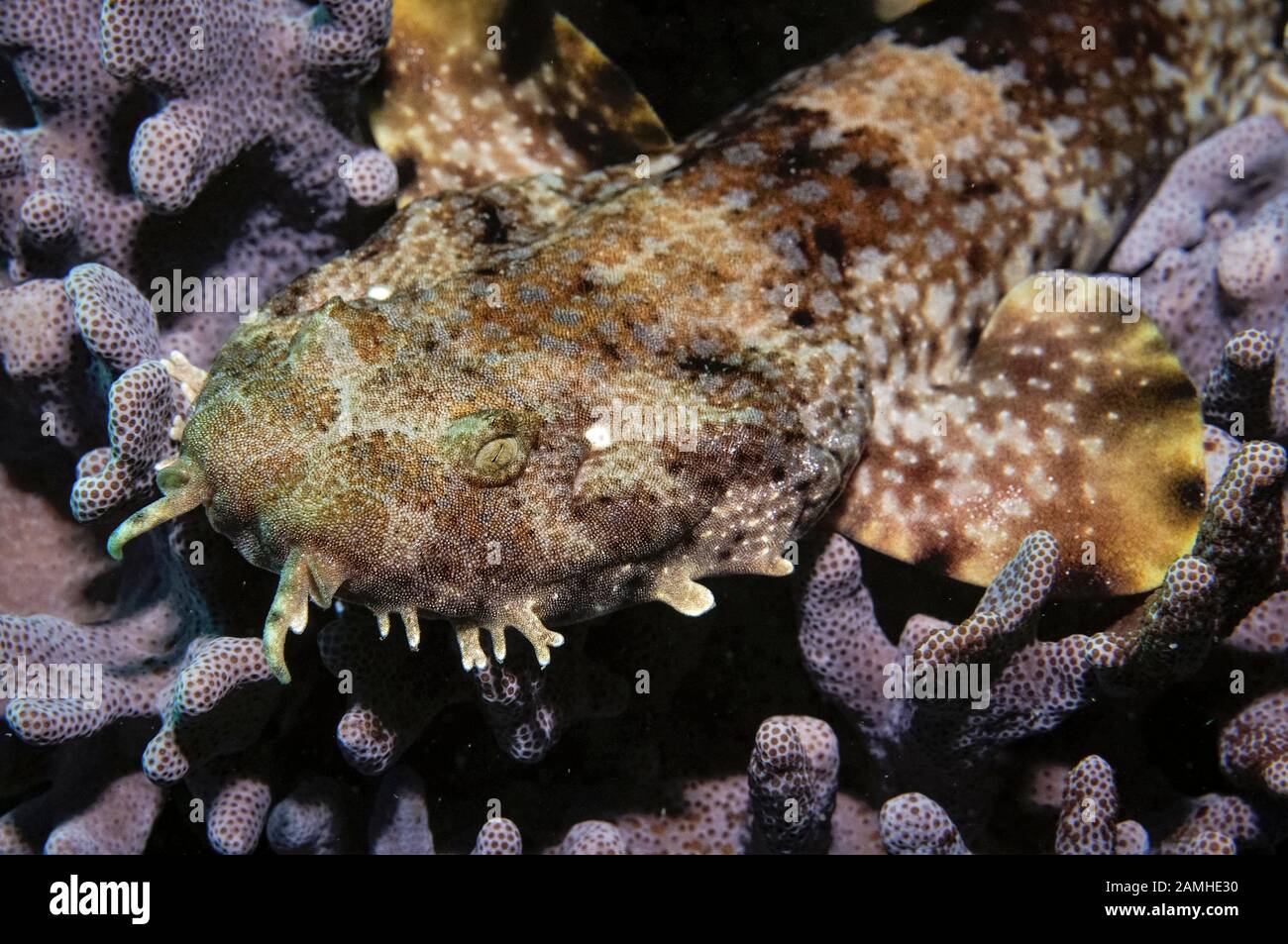 Cobblers Wobbegong Shark