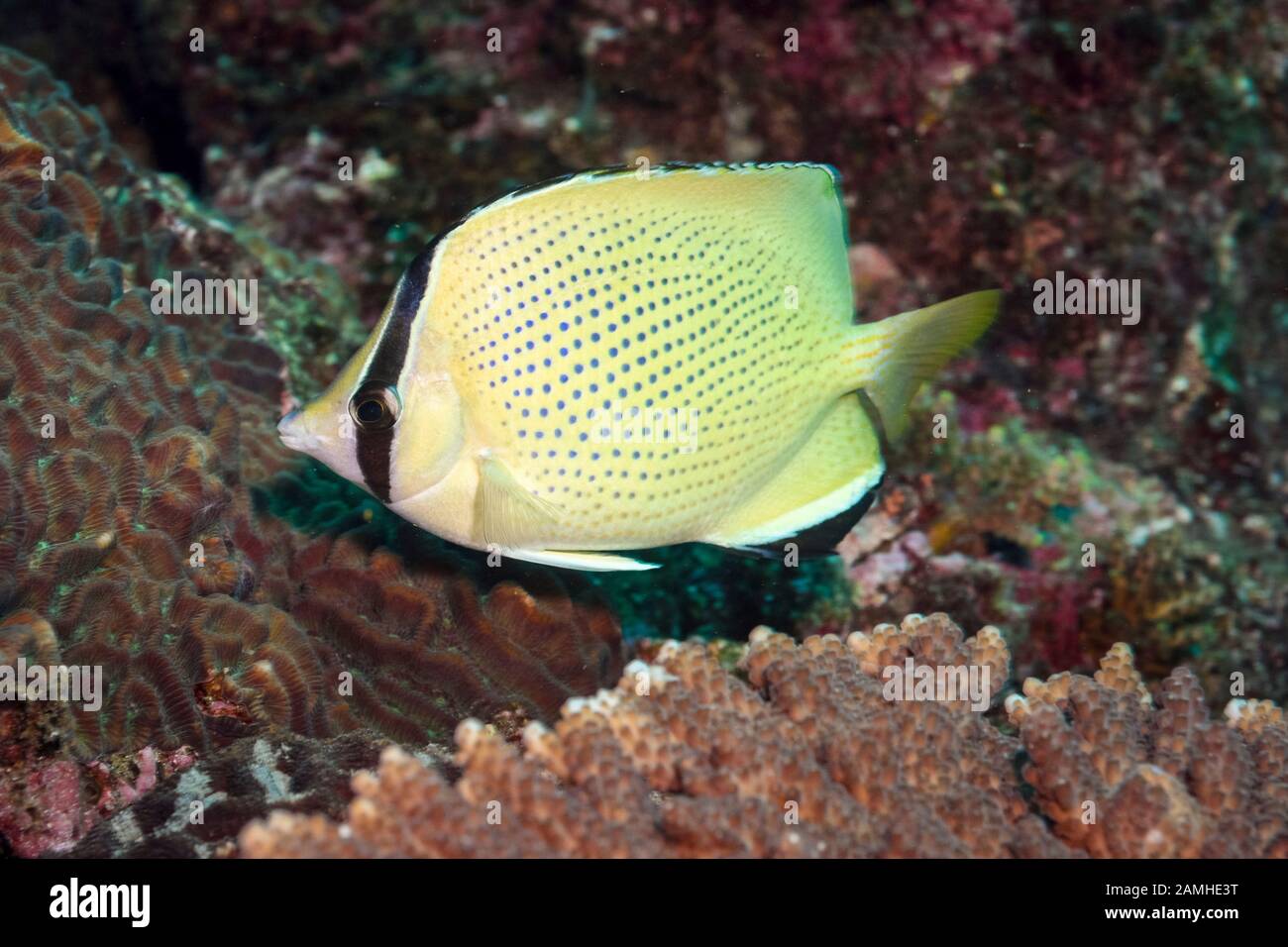 Citron Butterflyfish, Chaetodon citrinellus, Mooloolaba, Queensland ...