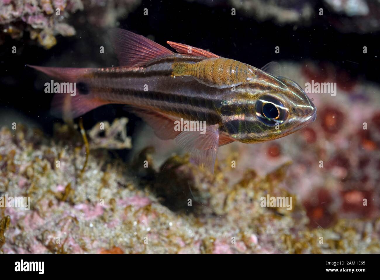 Parasitic fish isopod hi-res stock photography and images - Alamy