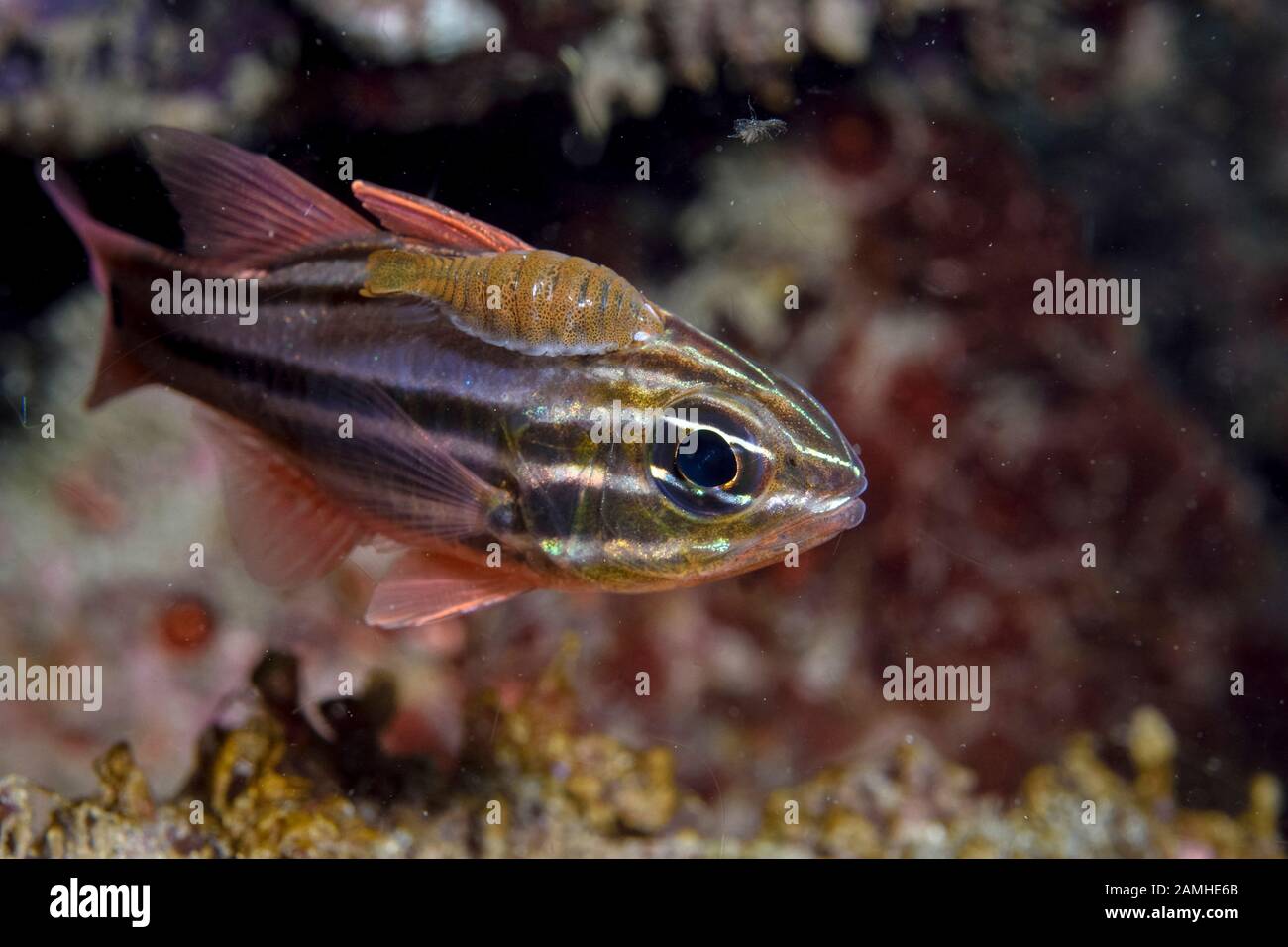 Parasitic Fish Isopod High Resolution Stock Photography and Images - Alamy