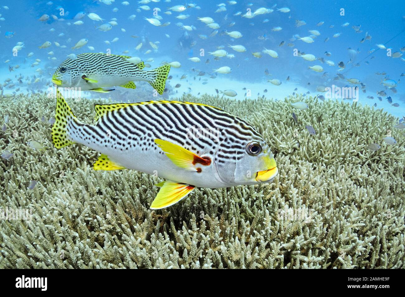 yellow-banded sweetlips or diagonal-banded sweetlips, Plectorhinchus ...