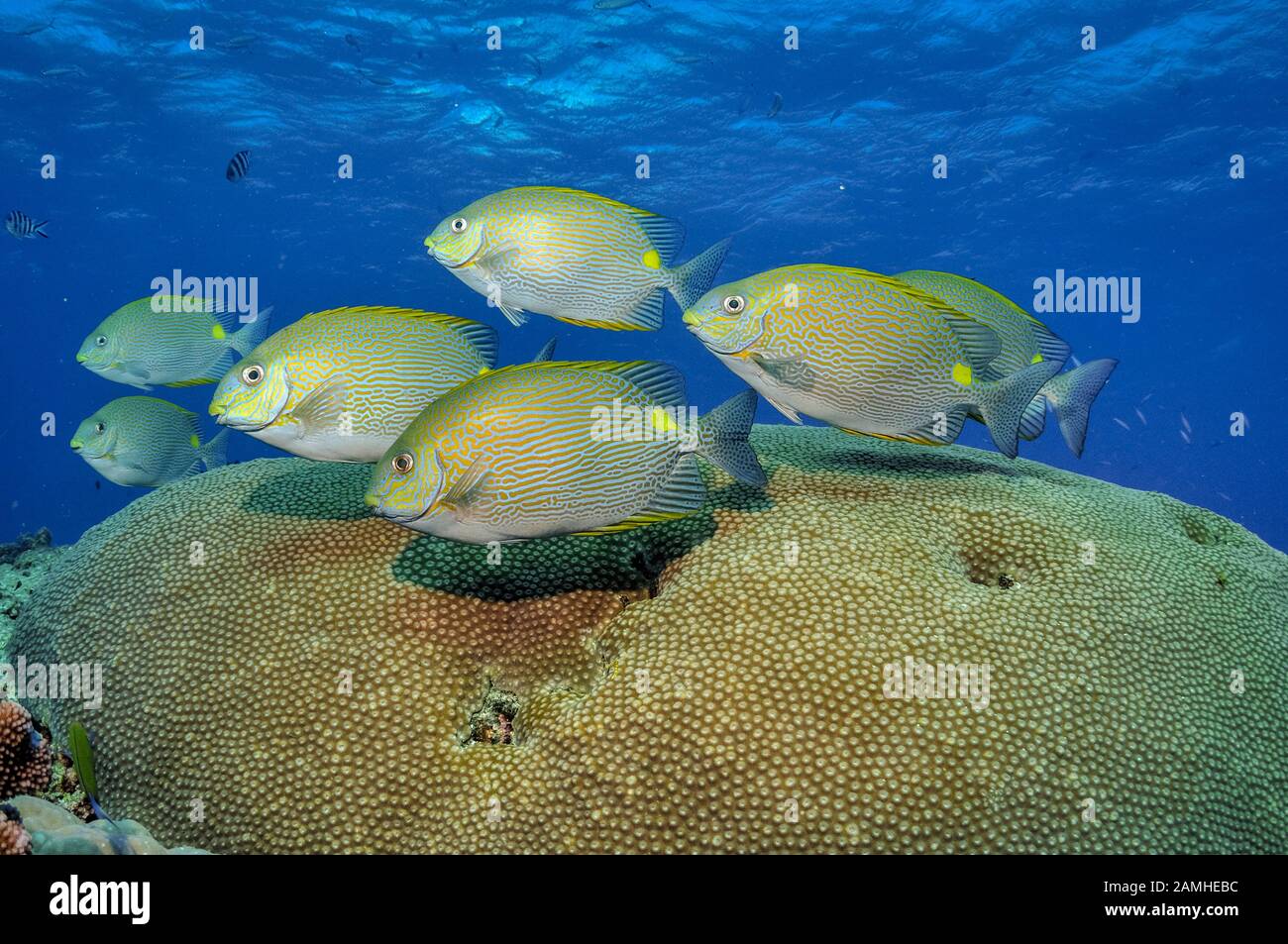 Goldlined Rabbitfish, Siganus lineatus, Wheeler Reef, Townsville, Great ...