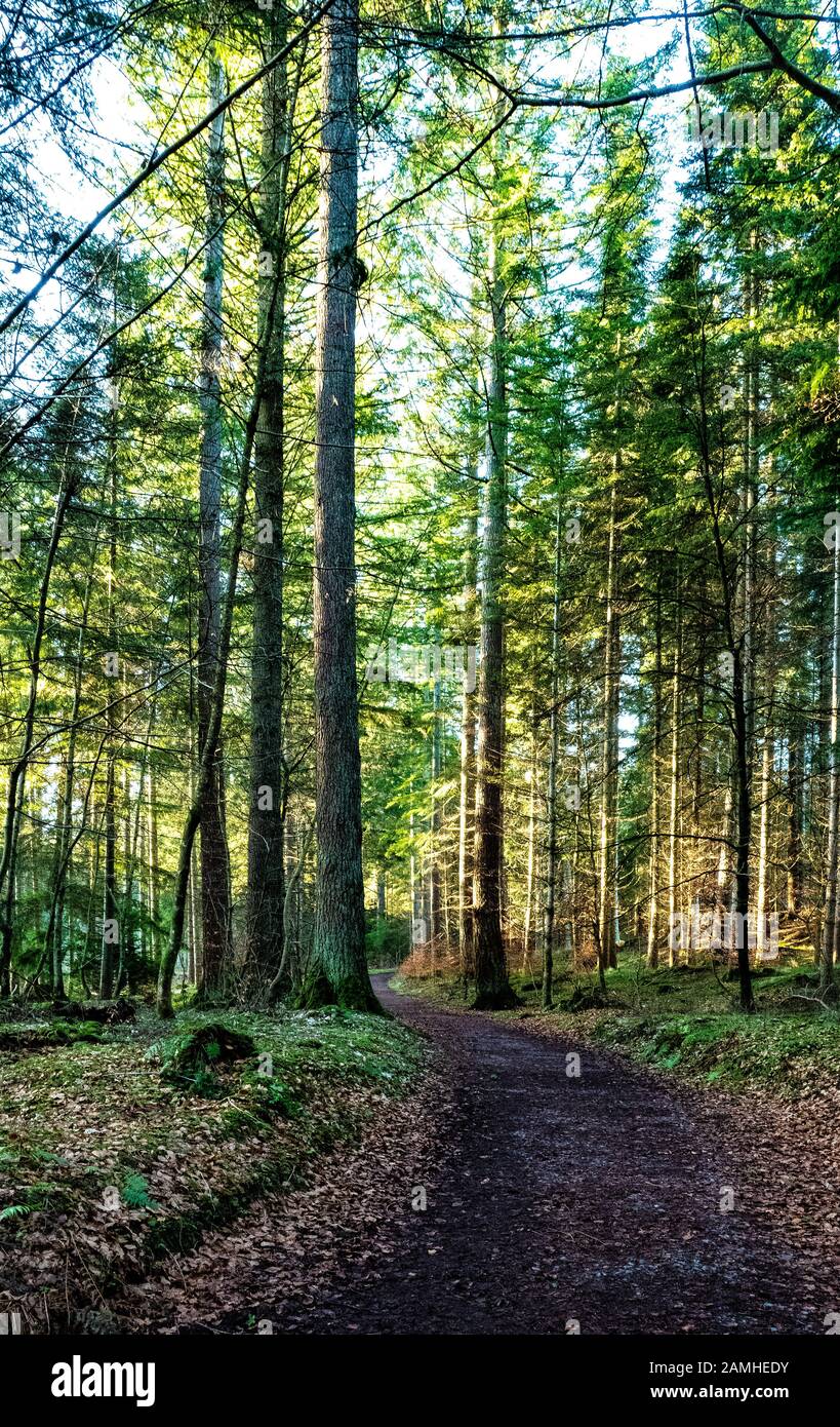 Craigvinean forest hi-res stock photography and images - Alamy