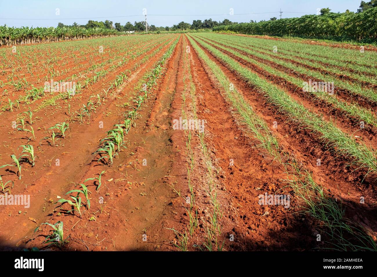 Farm fields, rural Cuba Stock Photo - Alamy