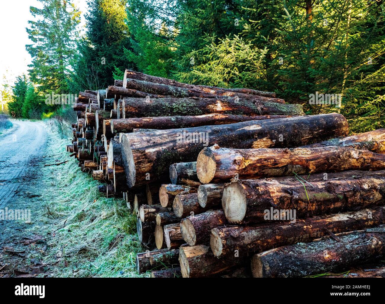 Commercial forest hi-res stock photography and images - Alamy