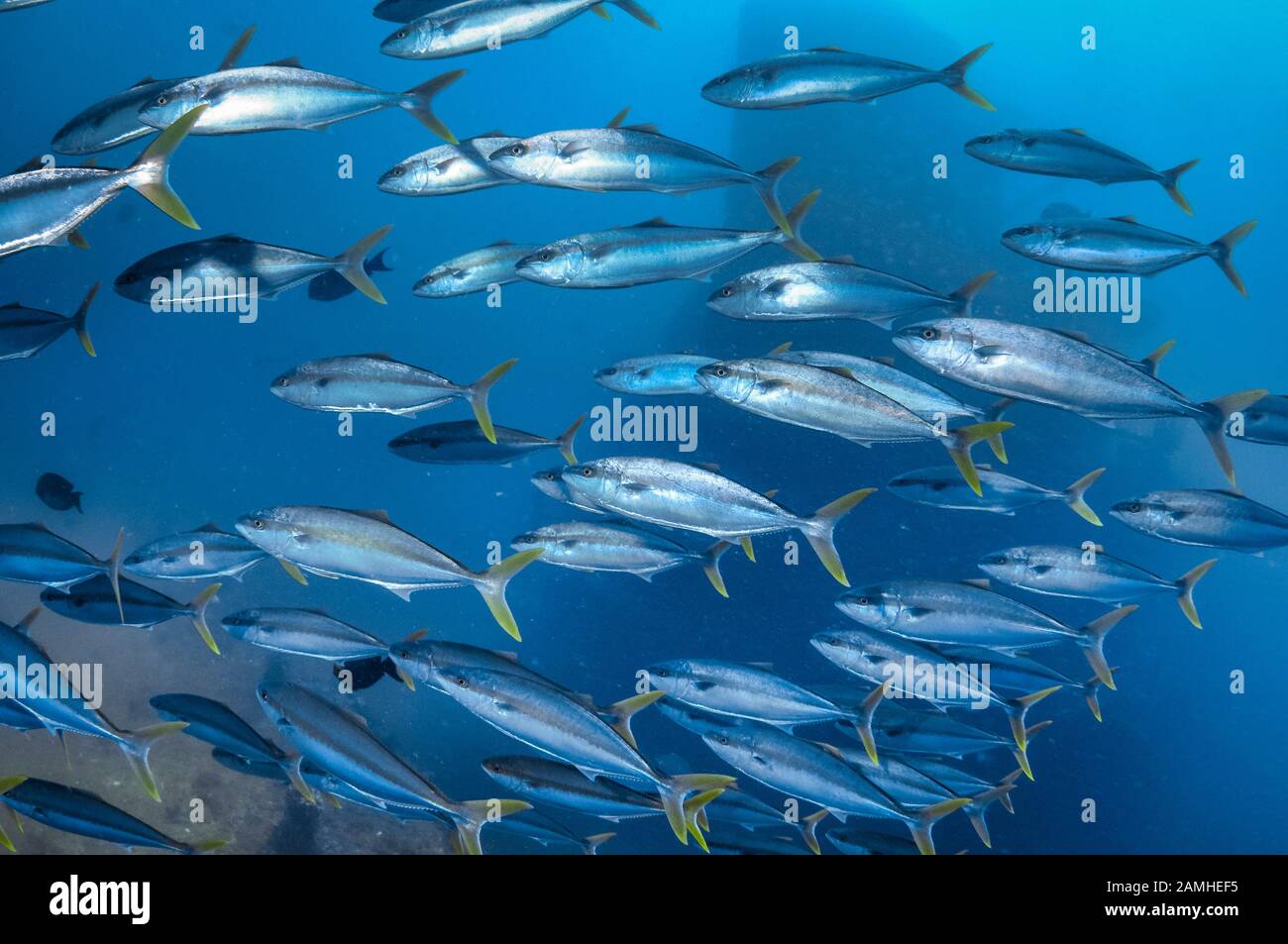 Yellowtail Kingfish, Seriola lalandi, HMAS Brisbane Artificial Reef ...