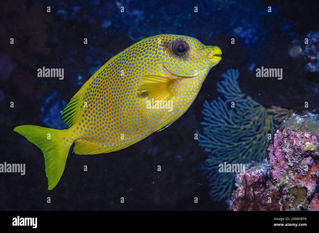 Coral Rabbitfish, Siganus corallinus, Wheeler Reef, Townsville, Great ...