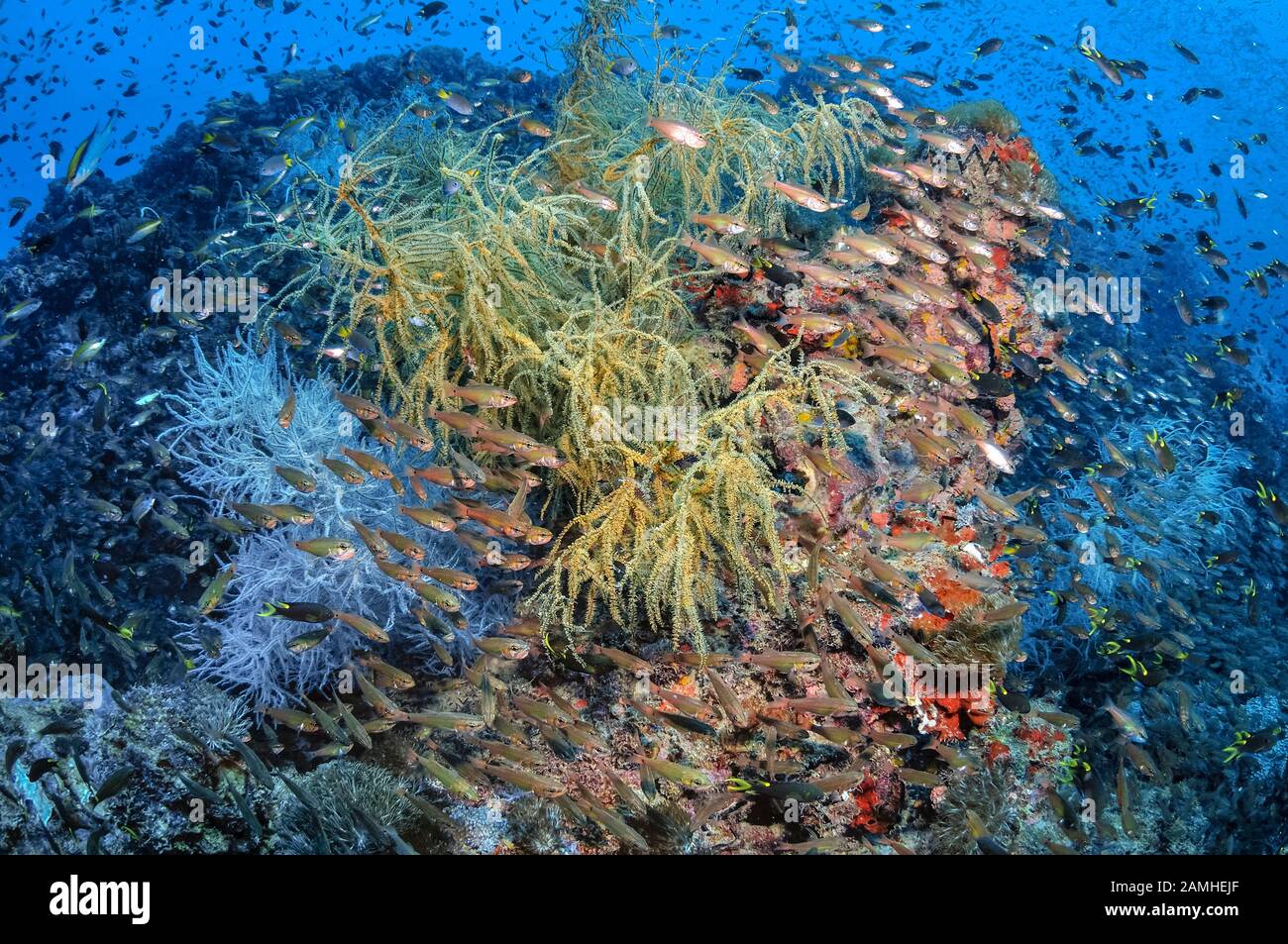 black corals and schools of cardinalfish, SS Yongala shipwreck ...
