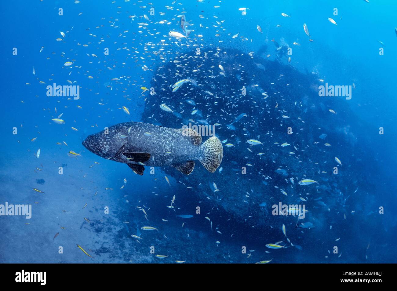 giant grouper or Queensland groper, Epinephelus lanceolatus, SS Yongala ...