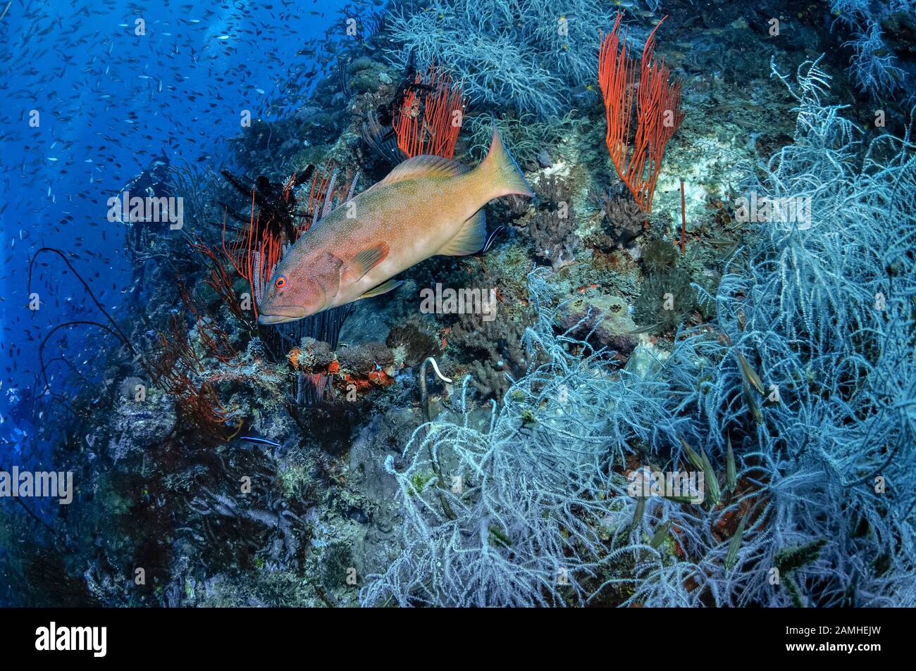 Coral trout hi-res stock photography and images - Alamy