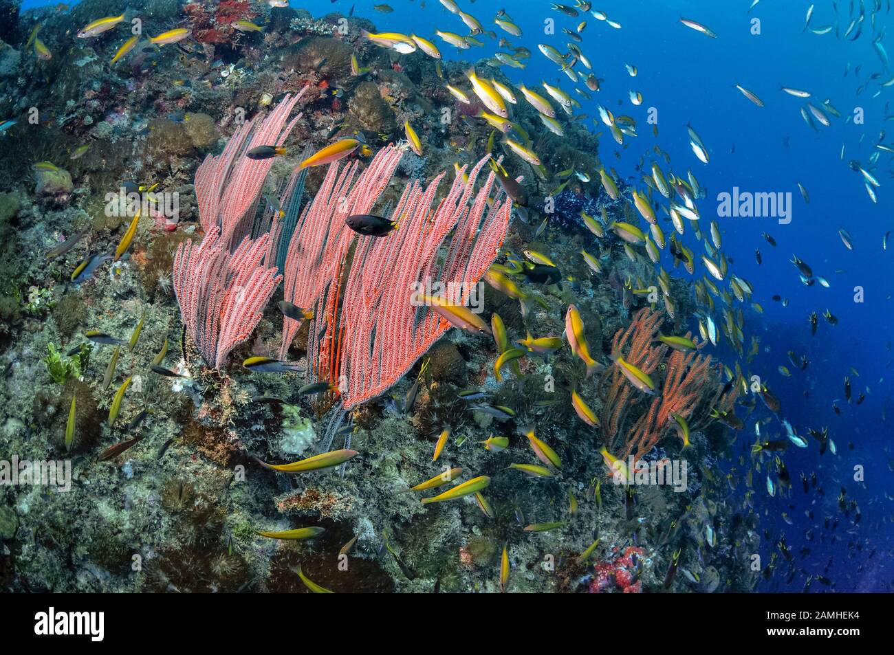Ss yongala wreck, australia hi-res stock photography and images - Alamy
