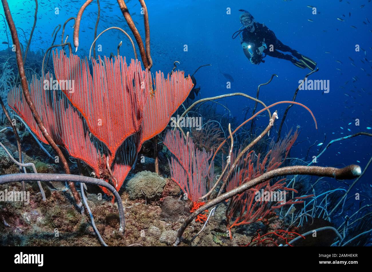 Diver exploring the coral covered historic SS Yongala shipwreck ...