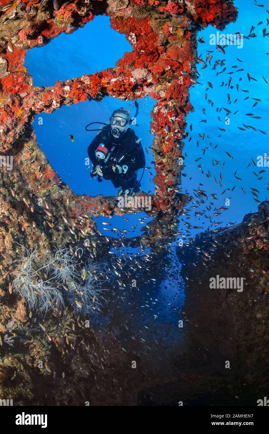 Diver exploring the historic SS Yongala shipwreck, Townsville, Great ...