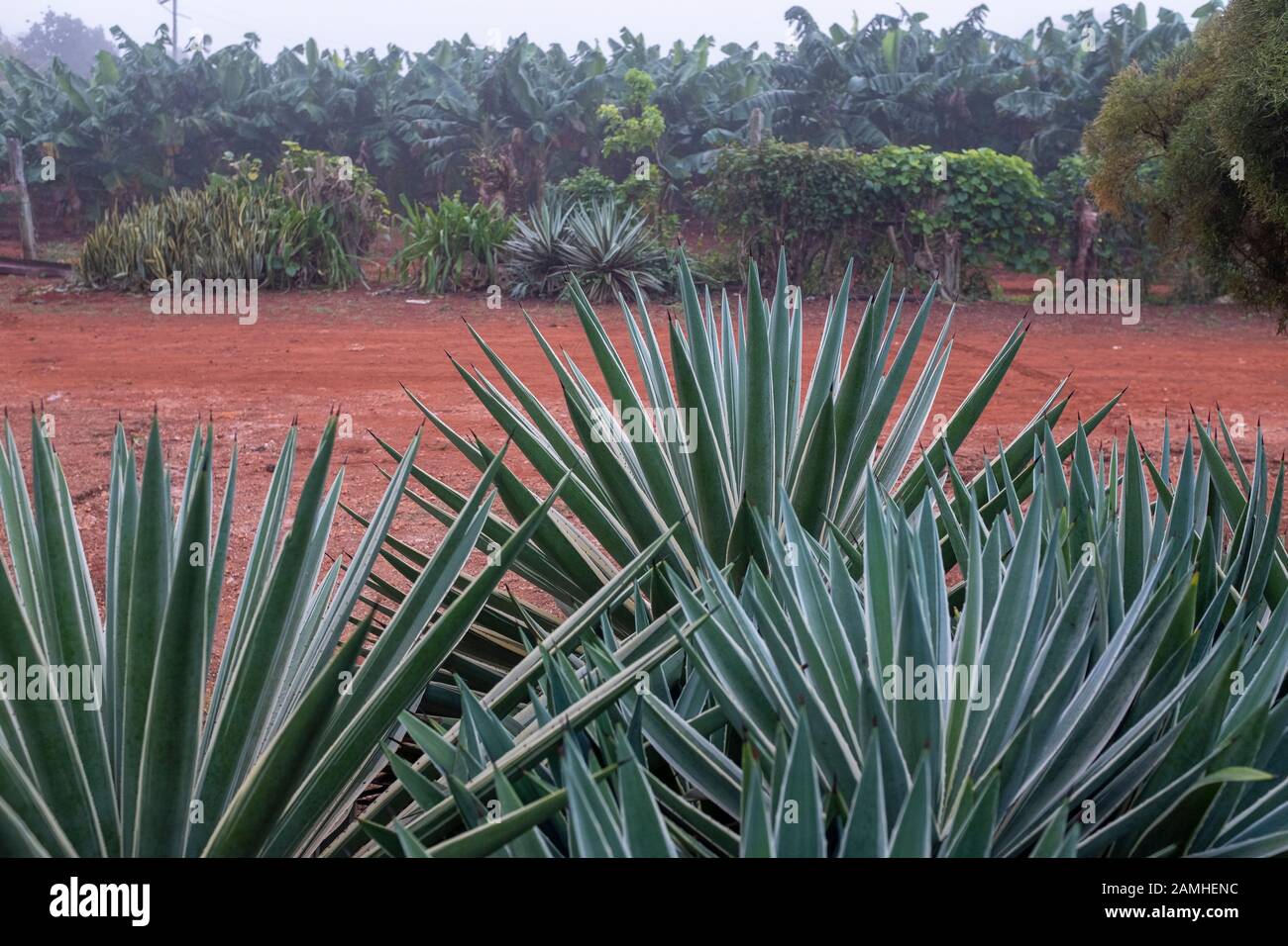 Plants, rural Cuba Stock Photo - Alamy