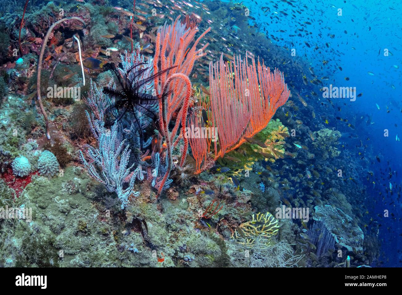 The coral encrusted hull of the historic SS Yongala shipwreck ...