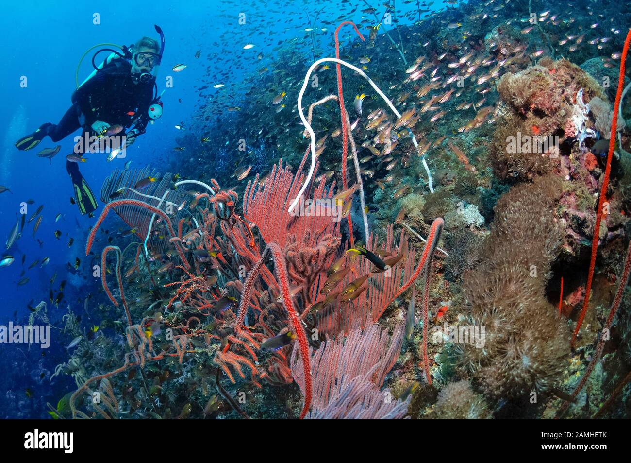 Diver exploring the historic SS Yongala shipwreck, Townsville, Great ...
