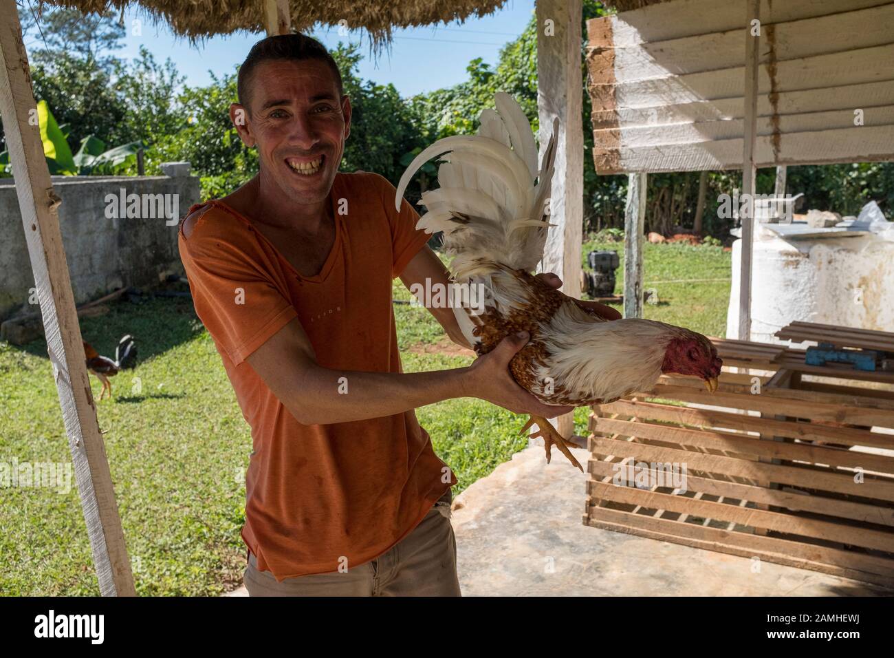 Rooster Man High Resolution Stock Photography and Images - Alamy