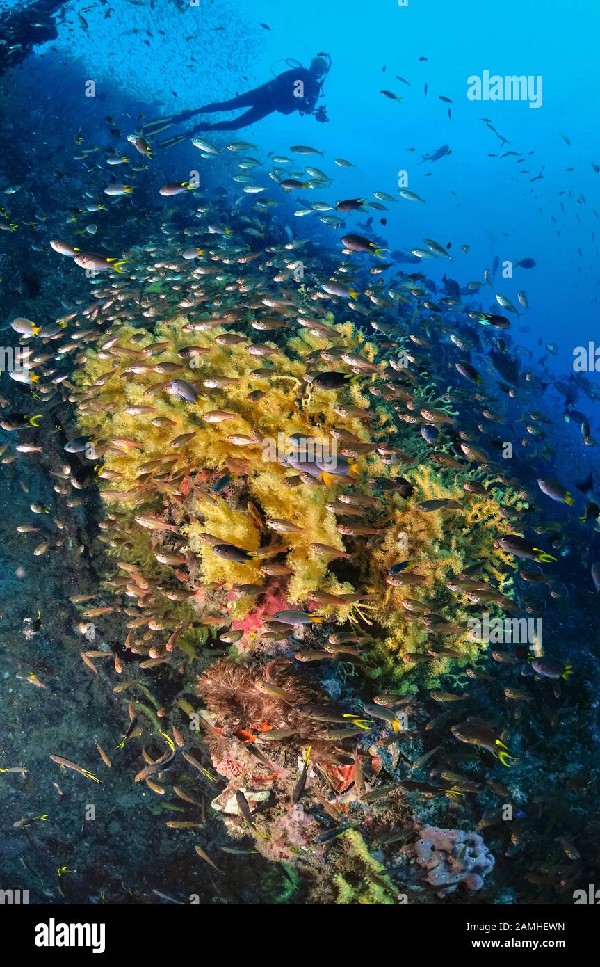 Ss yongala wreck hi-res stock photography and images - Alamy