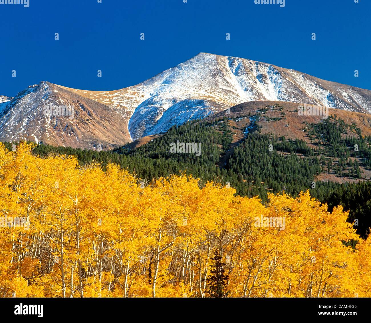 aspen in fall color below lima peaks near lima, montana Stock Photo - Alamy