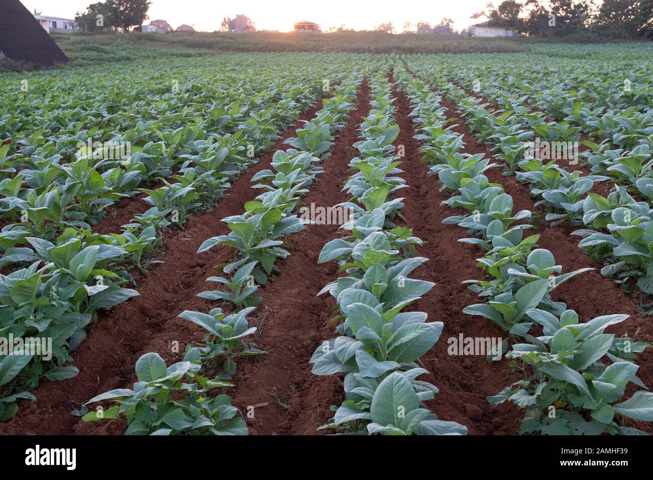 Cuban farm hi-res stock photography and images - Alamy