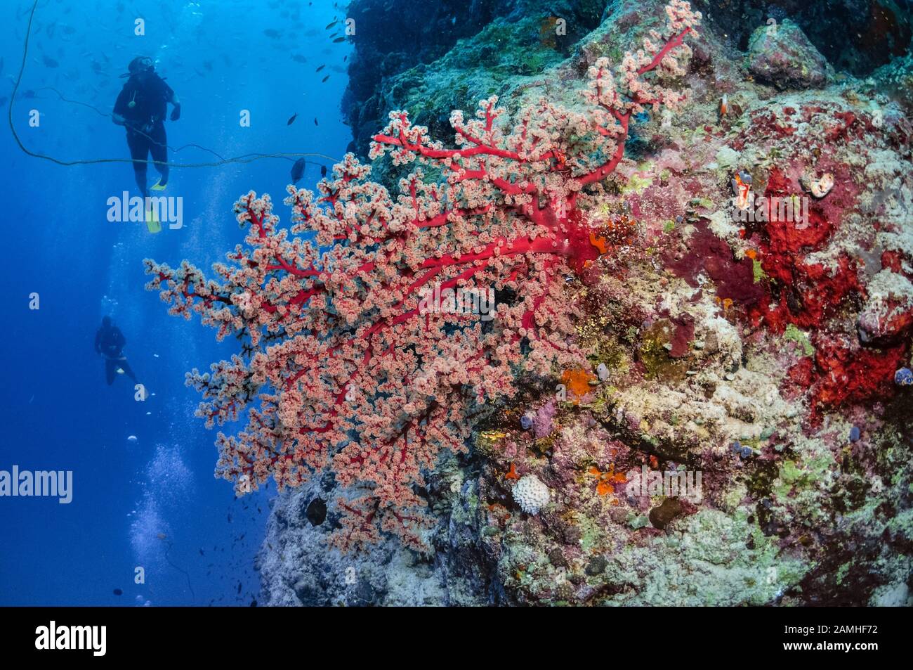 Divers exploring colourful coral pinnacle, Agincourt Reefs, Port ...