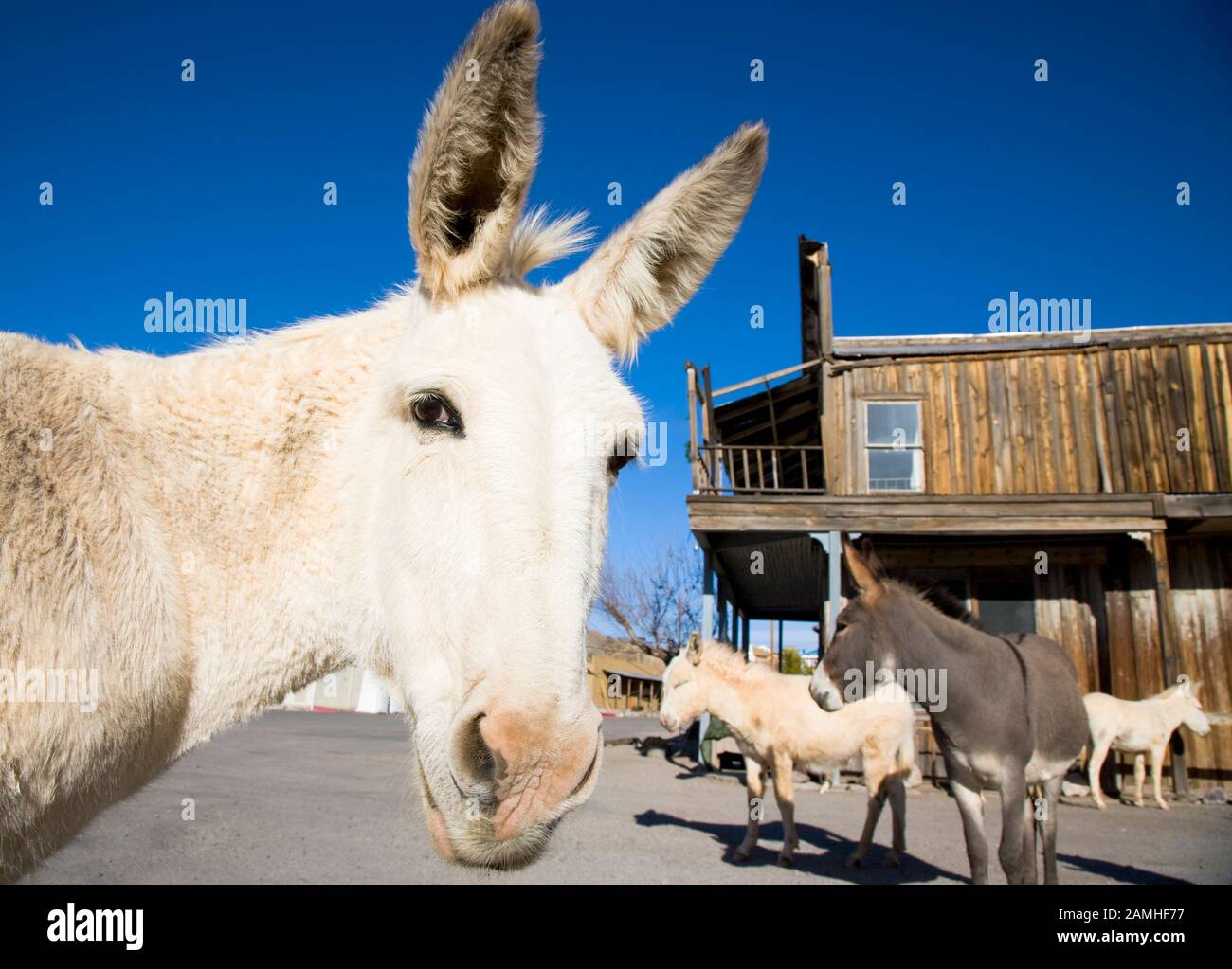 Wild Burros Oatman Arizona USA Stock Photo - Alamy