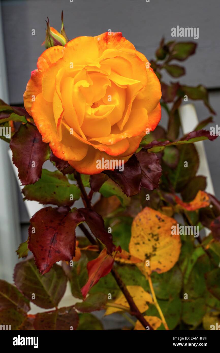 Pinata rose hi-res stock photography and images - Alamy