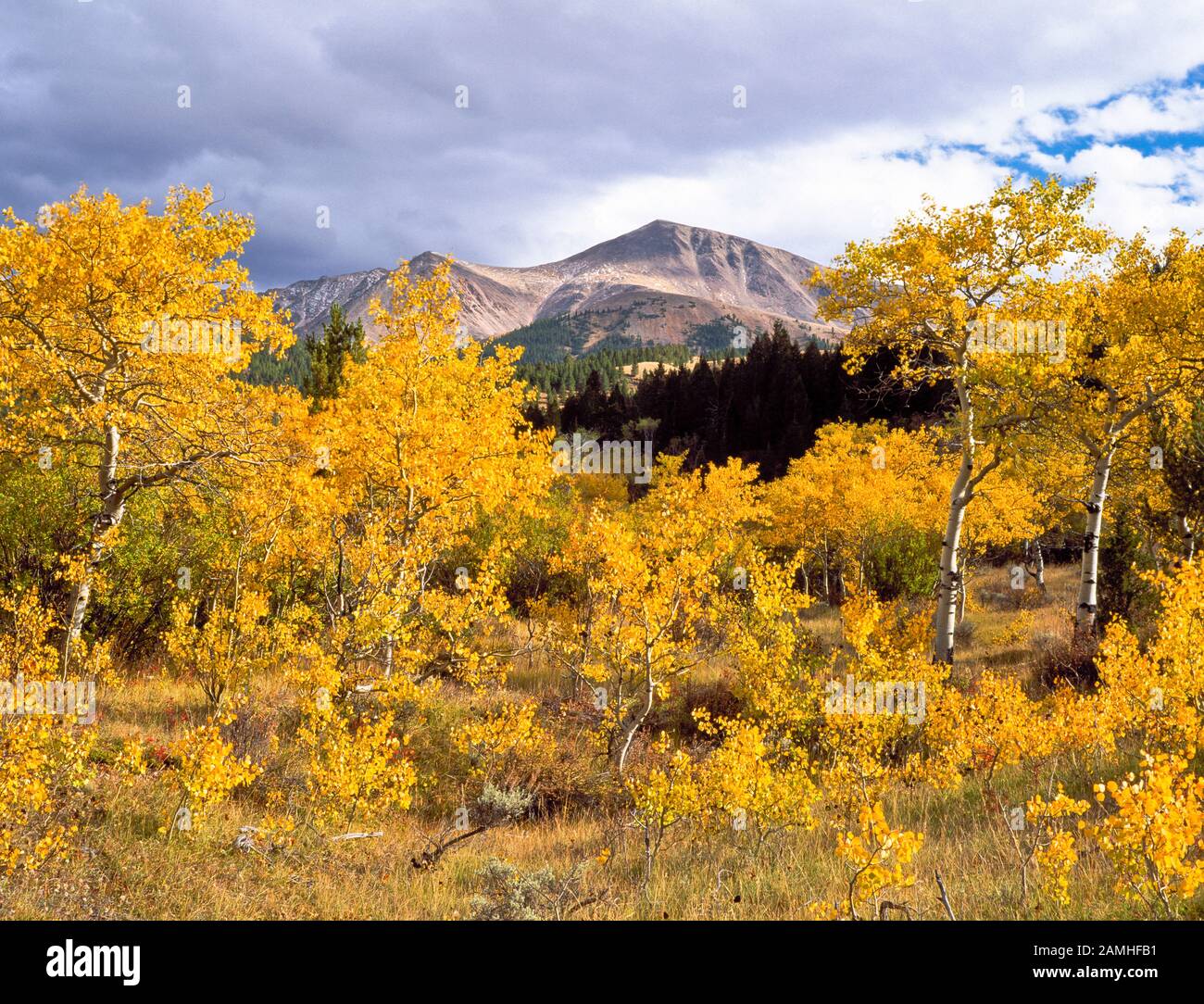 aspen in fall color below the lima peaks of the beaverhead range near ...