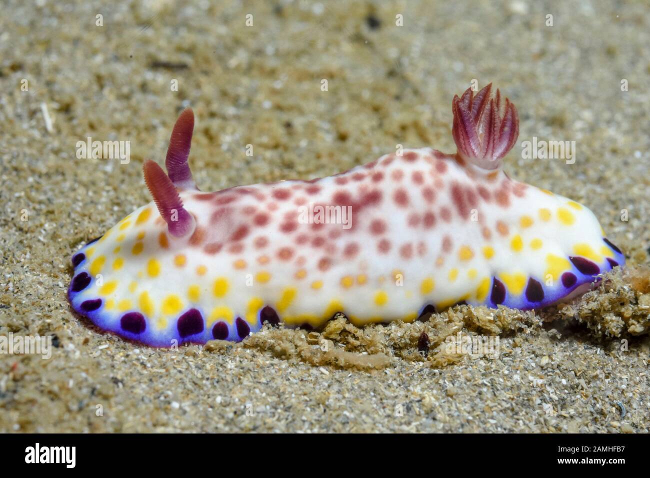purple-spotted nudibranch, Goniobranchus aureopurpurea, Wongara Coast ...