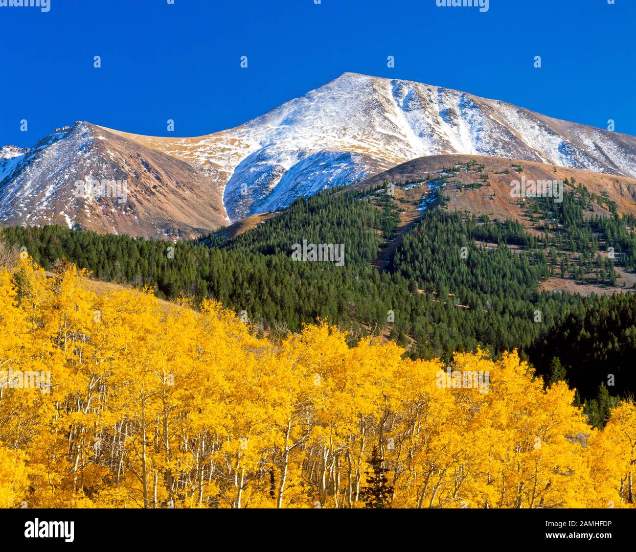 aspen in fall color below the lima peaks near lima, montana Stock Photo ...