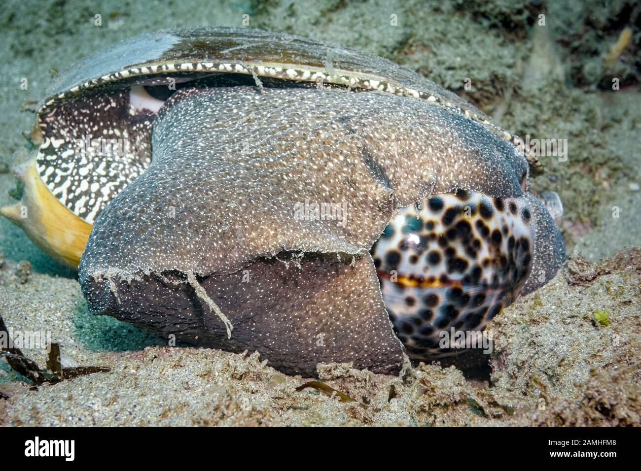 Amphora underwater hi-res stock photography and images - Alamy