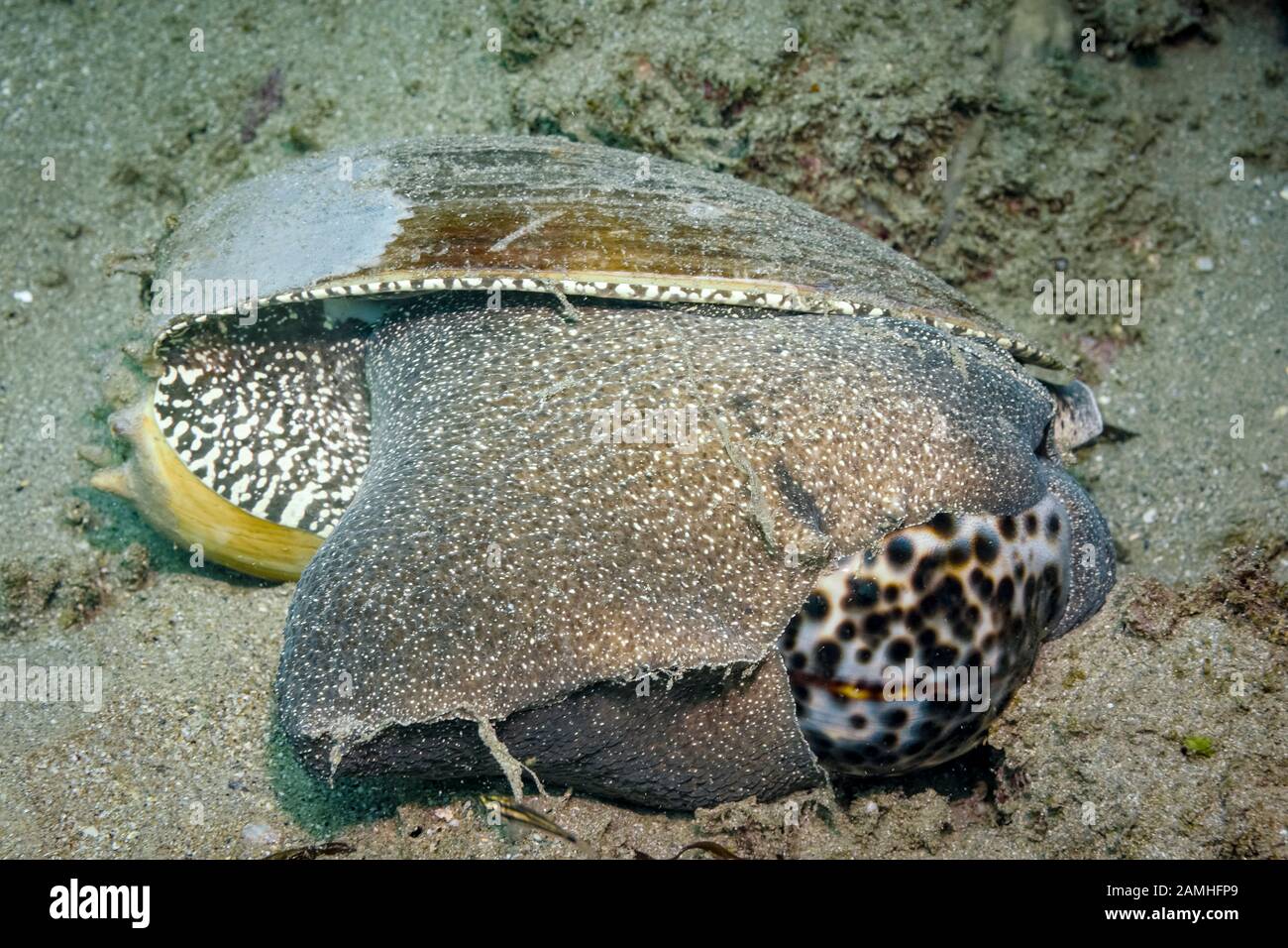 Amphora and underwater hi-res stock photography and images - Alamy