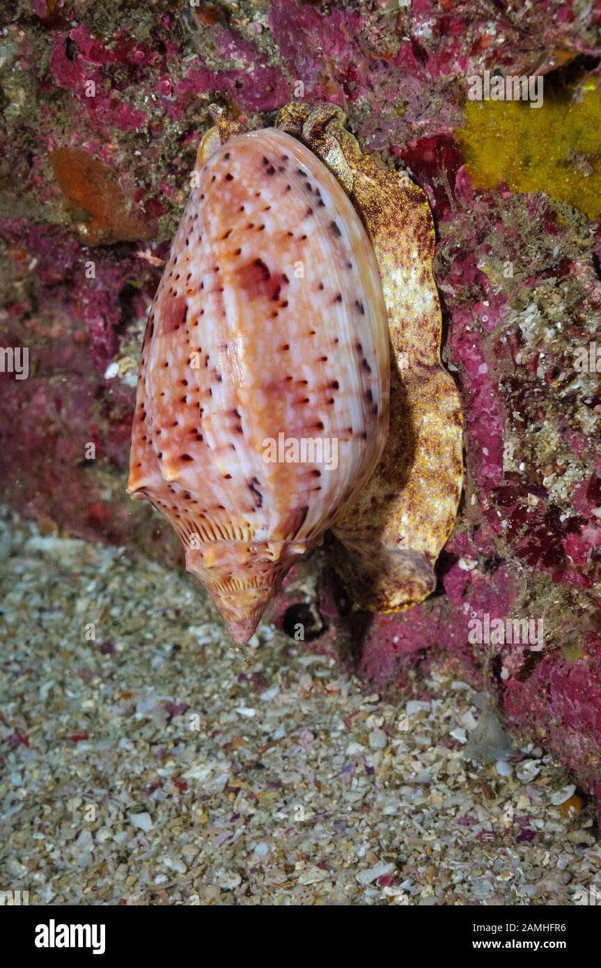 Seasnail hi-res stock photography and images - Alamy
