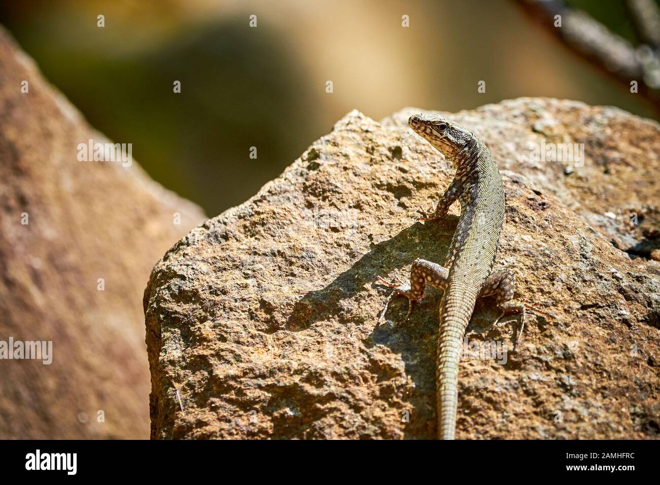 Common wall lizard (Podarcis muralis Stock Photo - Alamy