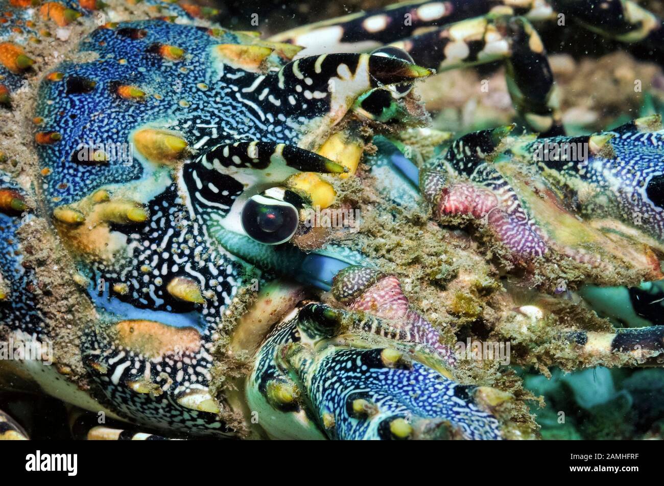 Panulirus speceis hi-res stock photography and images - Alamy