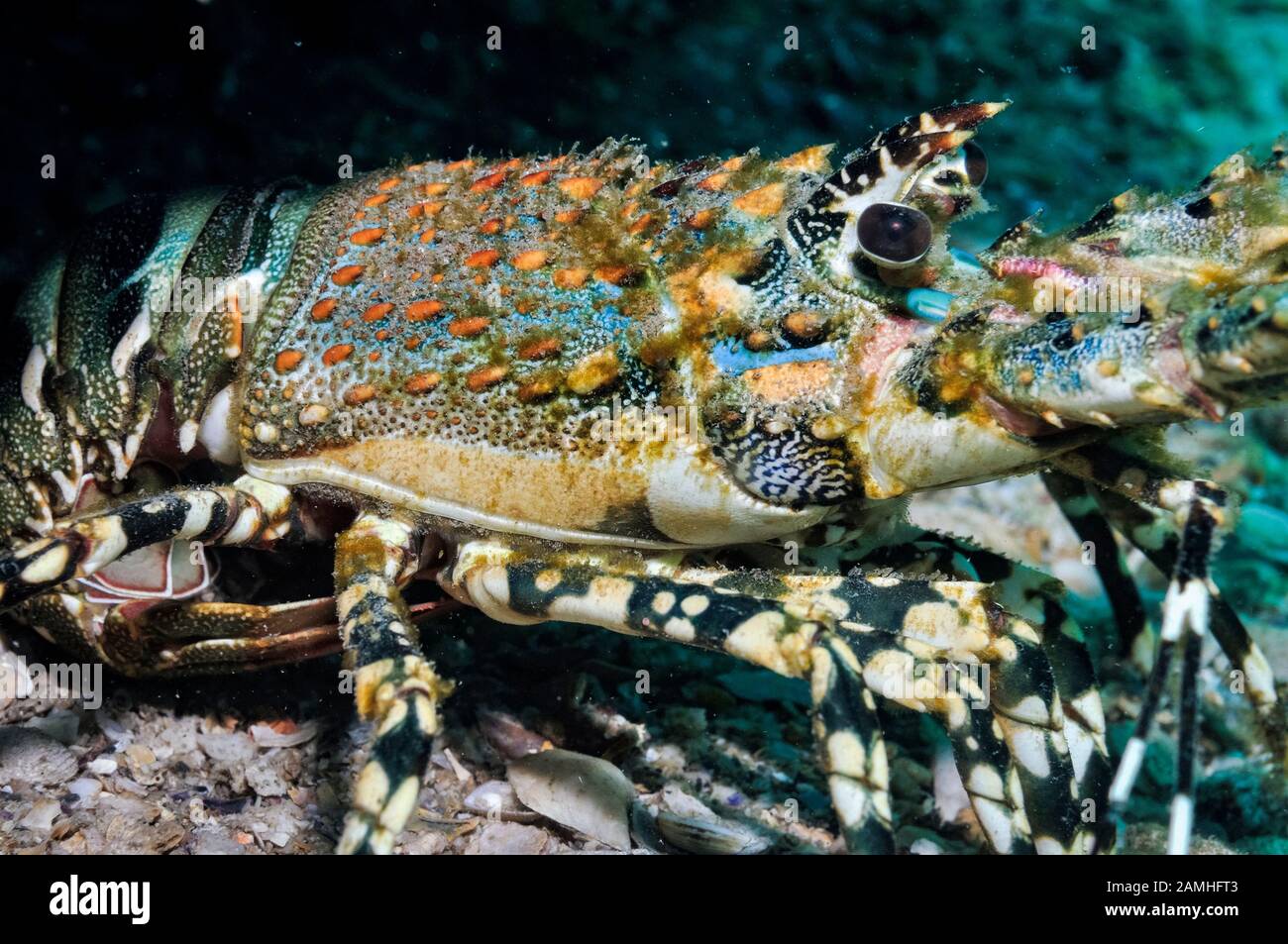 ornate spiny lobster, Panuliruss ornatus, Wongara Coast, Bundaberg ...