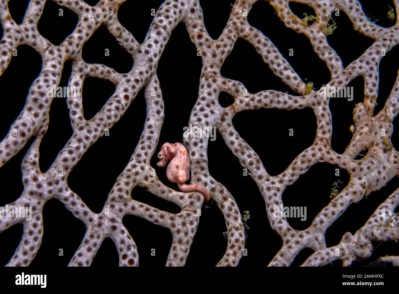 Denise's pygmy seahorse, Hippocampus denise, pregnant male, Raja Ampat ...
