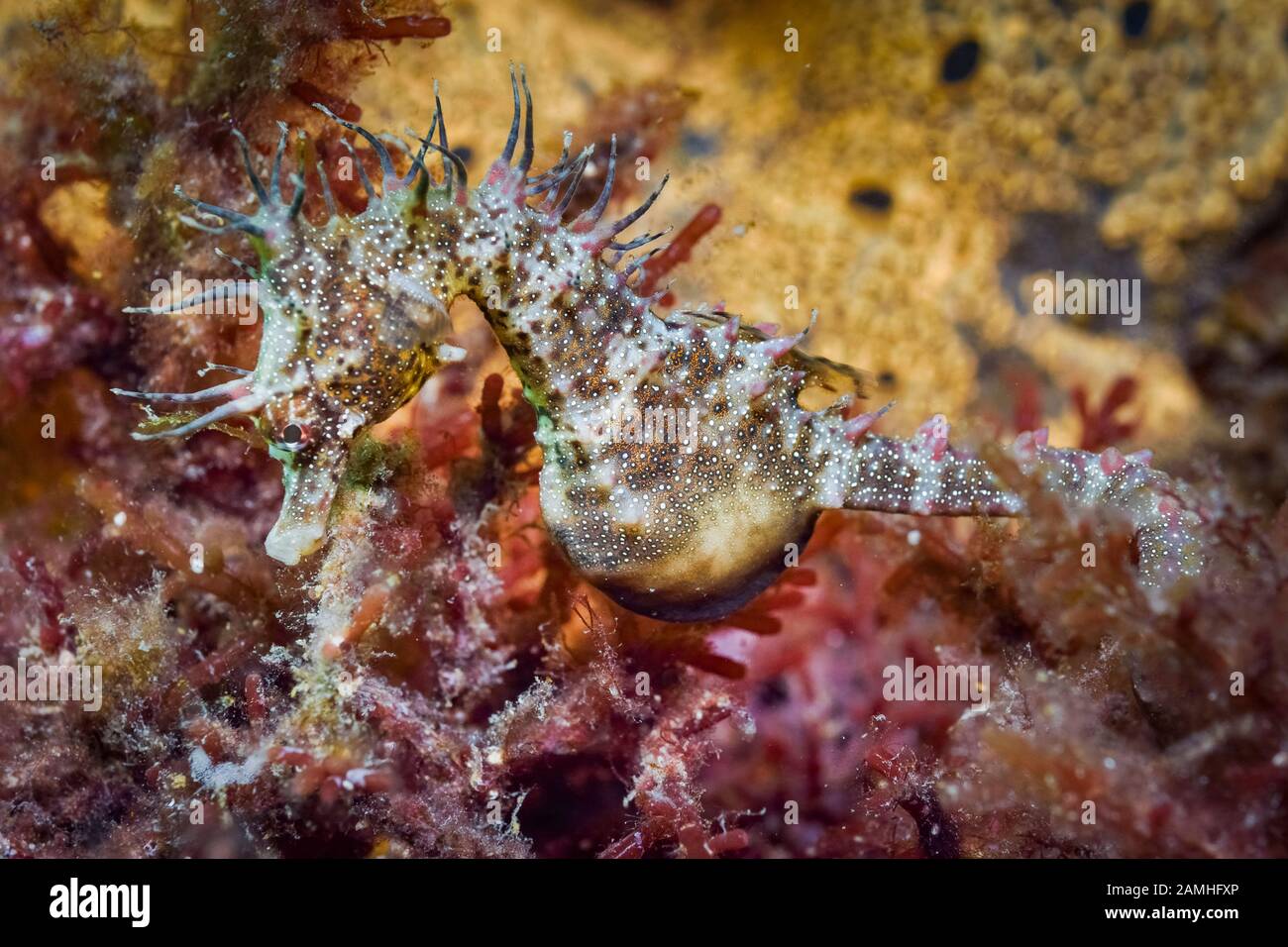 Shorthead Seahorse, Hippocampus breviceps, Edithburg, South Australia ...