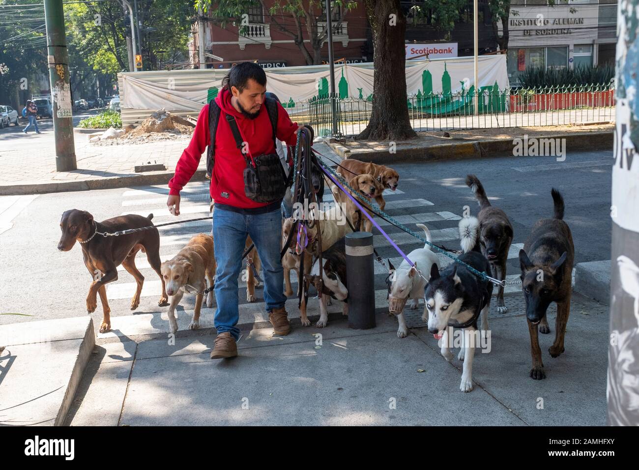 City Dog Walkers